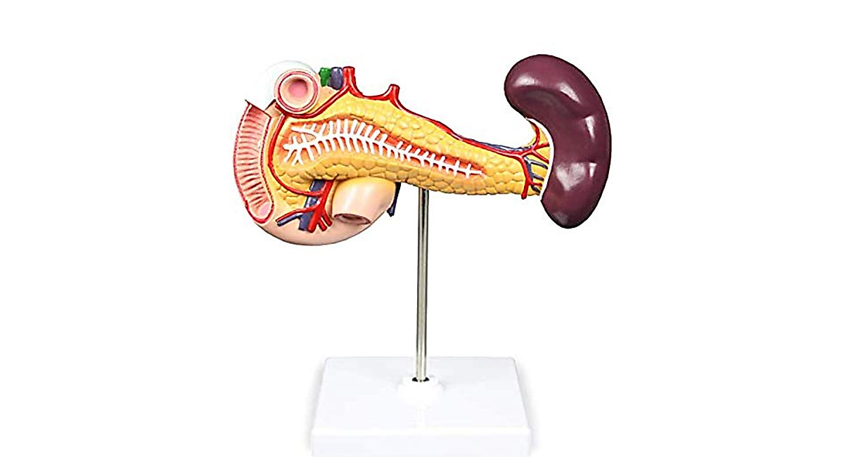 Anatomical Life-Size Spleen, Pancreas & Duodenum Model for Education
