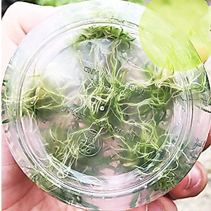Greenpro Cryptocoryne Parva Freshwater Live Aquarium Plants TC Cup Fish Tank Decoration