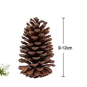 Pine Cones 3.5" to 4.7" Tall Christmas PineCones Giant Large Natural Pinecones for Home Accent Decor, 4 PCS, Bug Free (Large PineCones)