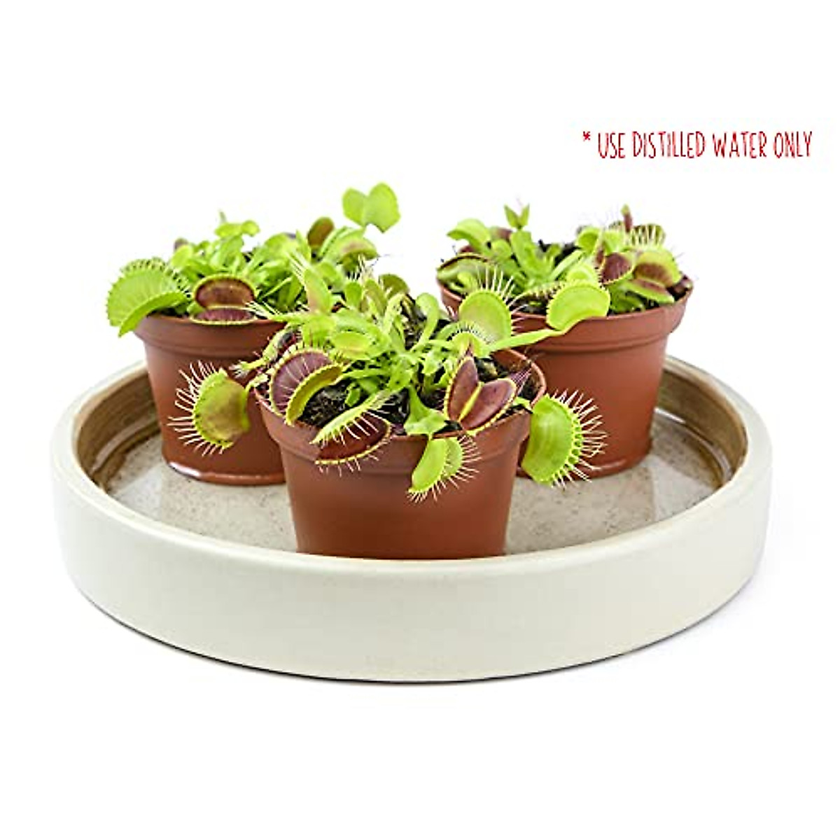 Altman Plants, Live Venus Fly Trap Live Plant, Live Venus Flytrap Live Plants Indoor in Venus Fly Trap Soil, Indoor Plants Live Houseplants in Venus Fly Trap Pot, Venus Fly Trap Plant House Plants