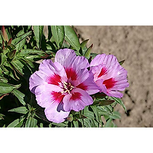 Godetia Cattleya Lilac Flower Seeds for Planting, 1500+ Flower Seeds Per Packet, (Isla's Garden Seeds), Non GMO & Heirloom Seeds, Scientific Name: Clarkia Amoena, Great Home Flower Garden Gift