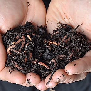 Best Value! 2000+ Red Wigglers Composting Worms Perfect for Worm Composting with Guaranteed Live Delivery Approximately 2 Pound Live Red Wiggler Worms Fast Delivery! (2000)