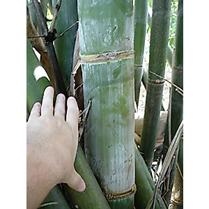 Giant Timber Clumping Bamboo - Bambusa Oldhamii - 4 Plants