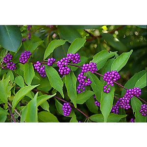 200 American Beautyberry Seeds for Growing Planting Growing Outdoor Indoor Perennial Ornaments Can Grow Pots Gift Garden