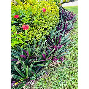 TWO Outdoor Live Plants- Oyster Plant Purple & Green - Grows to Medium Height Outdoor Plant- Young Small Plant