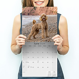 2023 2024 Poodle Calendar - Dog Breed Monthly Wall Calendar - 12 x 24 Open - Thick No-Bleed Paper - Giftable - Academic Teacher's Planner Calendar Organizing & Planning - Made in USA