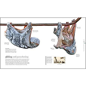 Zoology: Inside the Secret World of Animals (DK Secret World Encyclopedias)