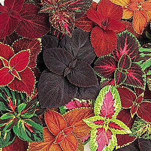 Burpee Giant Leaf Mix Coleus Seeds 20 seeds