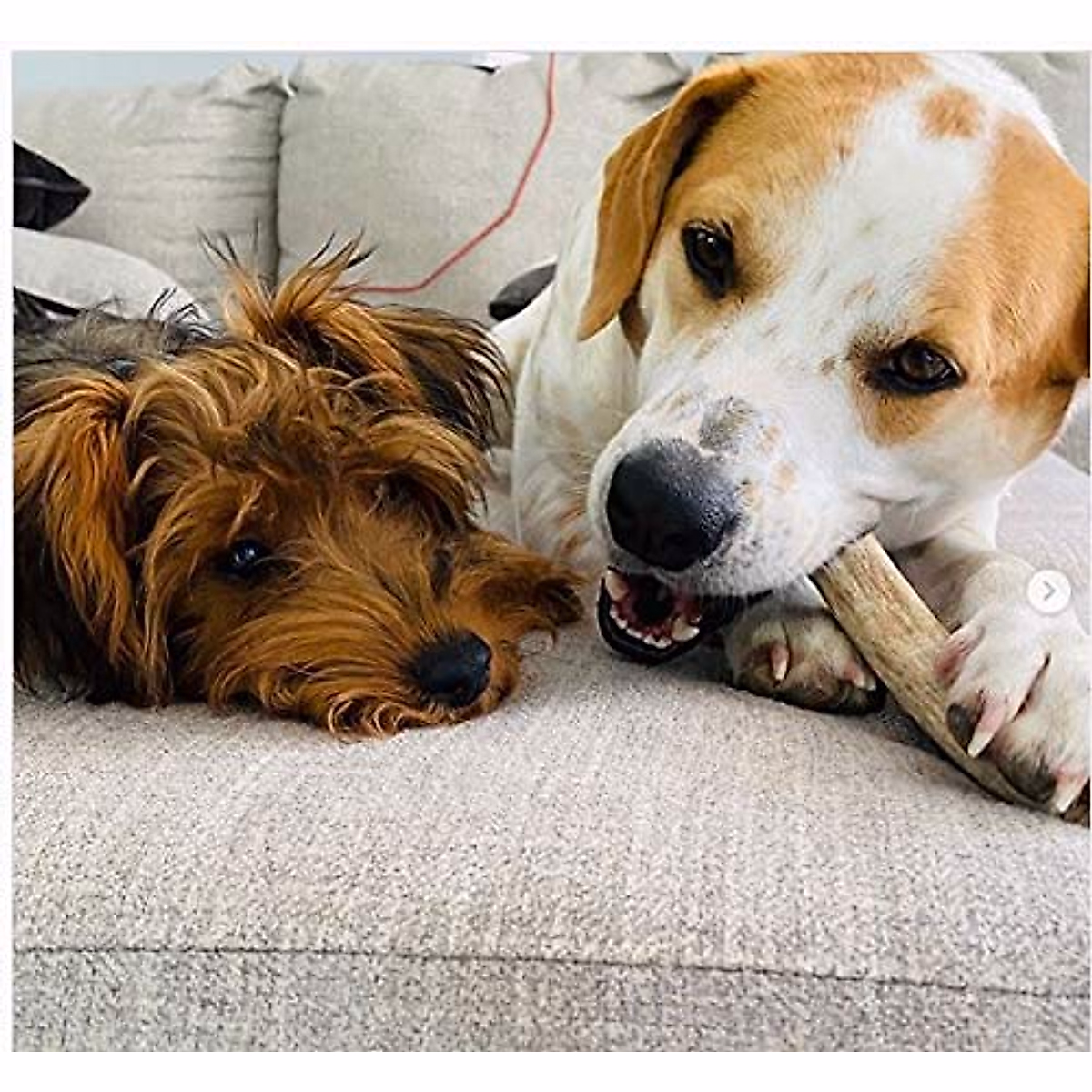 WhiteTail Naturals| USA Prime Split-Cut Elk Antlers for Dogs | 3 Pack Small | All Natural Dog Chews | Naturally Shed, Cruelty-Free- Half Antler Horn Chew Toy