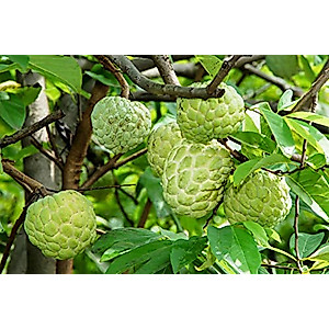 Annona Squamosa Sugar Apple Tree Live Plant Live Sugar Apple Fruits Plant 20 Inc Height for Planting