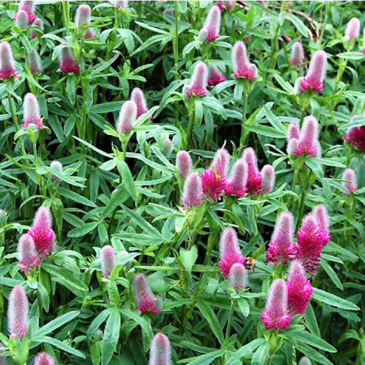CHUXAY GARDEN 20 Seeds Trifolium Rubens'Red Feather' Seed,Ruddy Clover Ornamental Herb Plant Attract Butterflies and Bees Showy Display