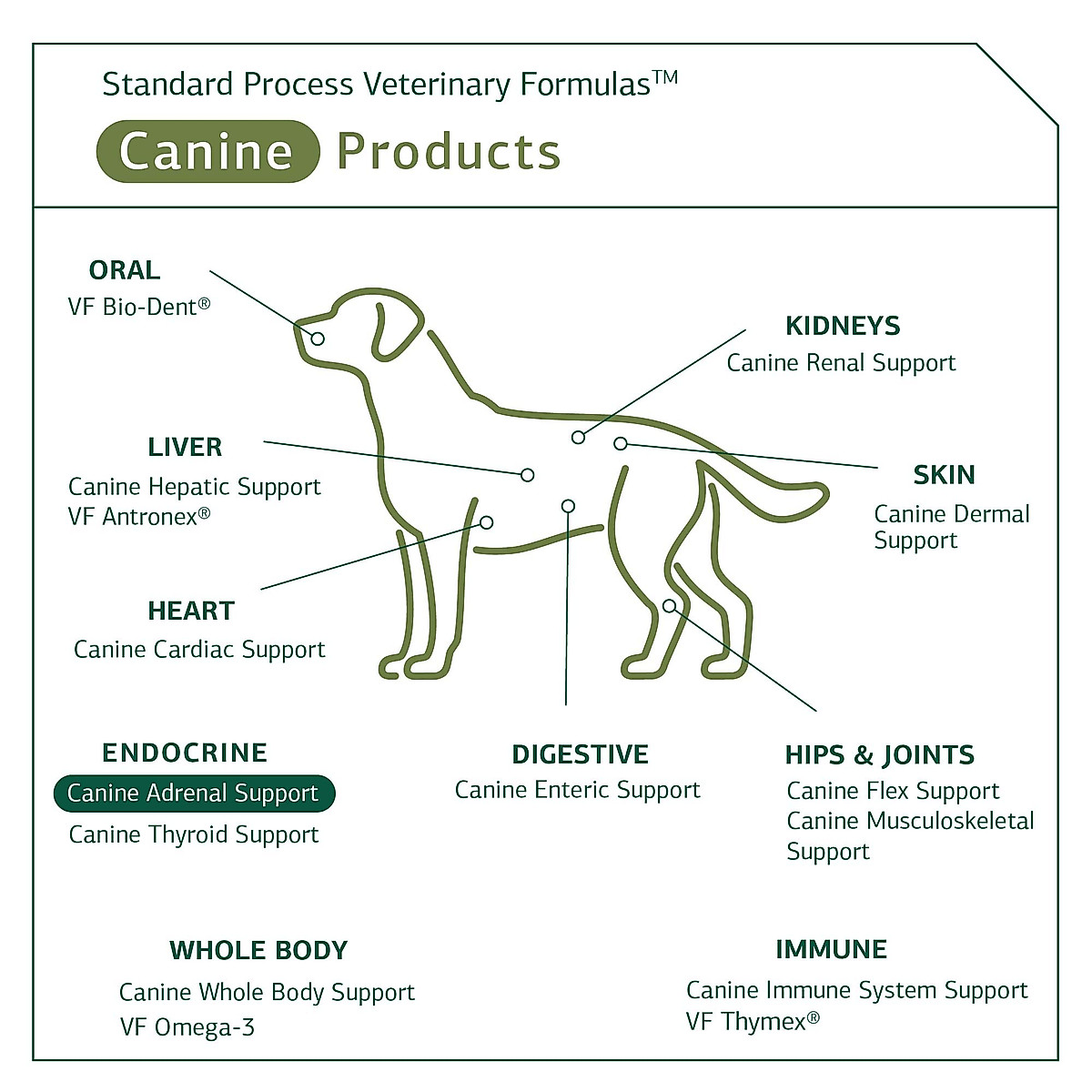 Standard Process Canine Adrenal Support - Canine Support Supplement for Adrenal Health - Nutritional Supplement for Liver & Kidney Support - Powder Dog Supplement Formula to Aid Adrenal Glands - 25 g