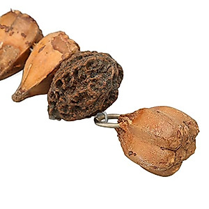 Nuts Chew Toy, Bird Chew Toys, Parrot Toys Grinding Mouth Bite Resistance Logs Natural Nuts Hanging Parrot Chew Toys Bird Toys for Parrots Budgies Macaws