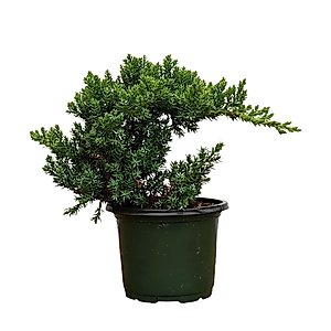 Healthy Juniper Outdoor Bonsai Tree - Easy to Care for, Responds Well to Wiring and Reshaping, Strictly an Outdoor Tree, Can be Added to a DIY Kit