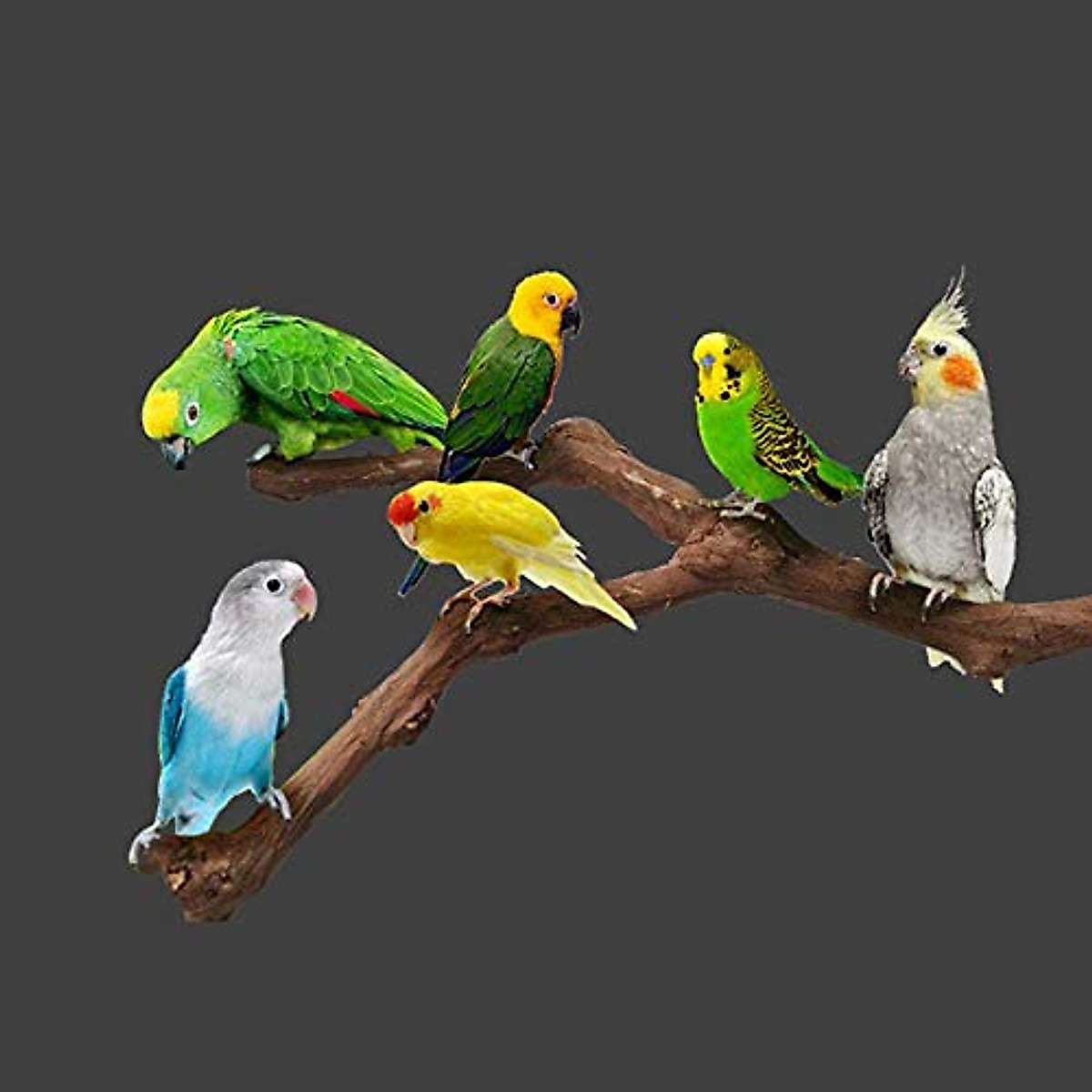 Allazone 5 PCS Bird Perch Natural Grape Stick Bird Standing Stick Swing Chewing Bird Toys Natural Grapevine Bird Cage Perch for Parrot Cages Toy for Cockatiels, Parakeets, Finches