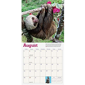 Original Sloths Wall Calendar 2021