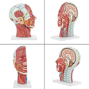 Anatomical Head Model, Anatomical Human Anatomical Half Head and Face Anatomy Medical Brain Neck Median Section Study Model