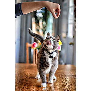 In Clover Smile Daily Dental Health Soft Chews for Cats, Support Healthy Teeth and Fresh Tongue with Catnip and Green Tea, Prebiotics, and Chlorophyll for Fresh Breath