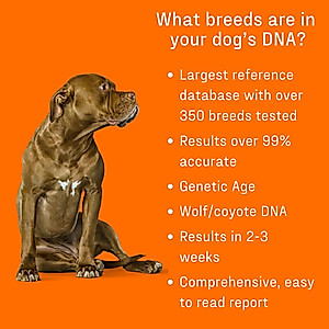 Dna My Dog Premium Test – Premium Breed ID Over 300 Breeds Plus Genetic Age Test, Wolf/Coyote DNA and Mixed Breed Identification, Non-Invasive Cheek Swab for Puppies to Adult Dogs