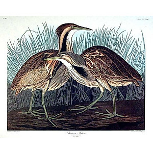 American Bittern. From"The Birds of America" (Amsterdam Edition)