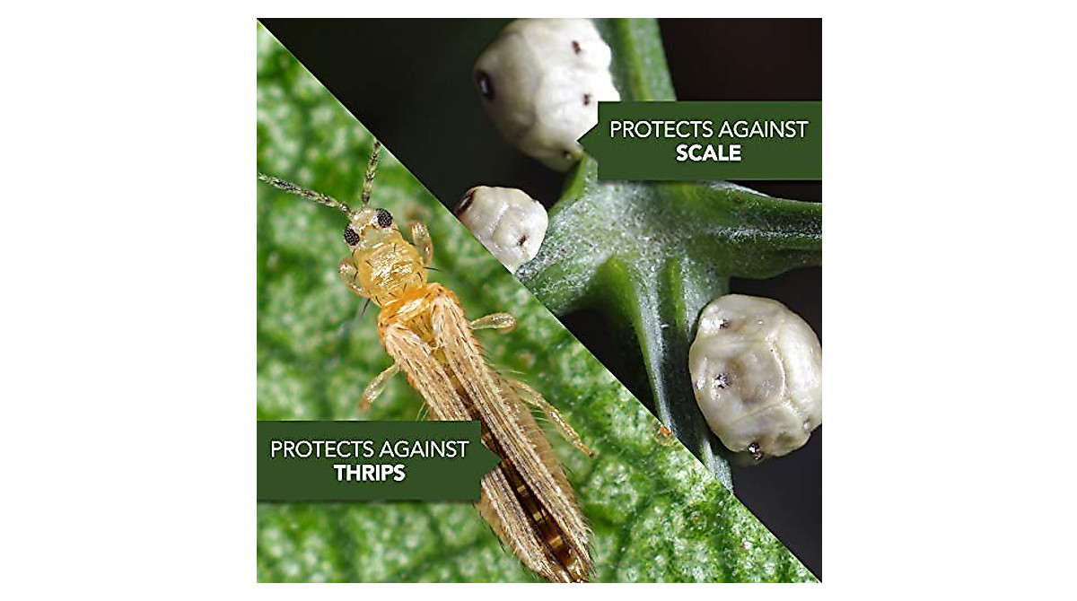 BioAdvanced Insect Control Spikes for Healthy Plants