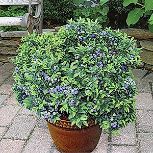 (1) - Top Hat Dwarf Blueberry - Starter Plant (8m)