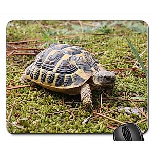 Mouse Pad - Turtle Nature Animal Carapace Little Turtle