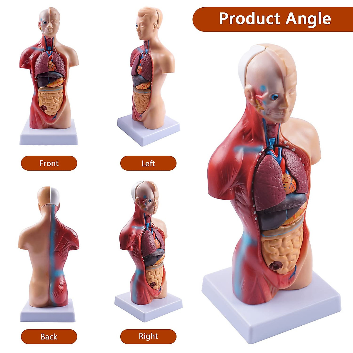 breesky 10.5inch Medical Torso Human Body Model Anatomy Doll 15 Removable Parts Education Organs Model for Teaching Study Class Students (Red)