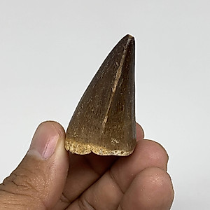 24.9g, 1.8"x1.1"x1" Fossil Mosasaur Tooth Reptiles, Cretaceous from Morocco,B12813