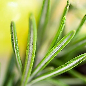 Red Flower Palo Santo Hydrating Hair Wash