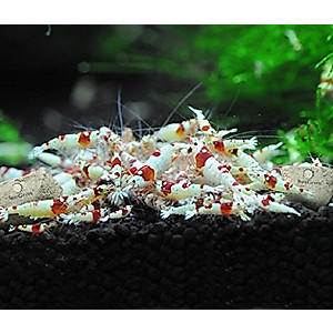 SunGrow Shrimp Rocks, for Crayfish, Hermit Crab, Snails, Crystal Red, Amano and Ghost Shrimps, 2 Ounce