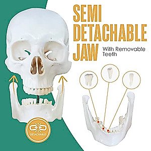 Skeleton Stand, Life Size Model, Standing Human Skeletons, 71x20x20 Inches, Lifesize Full Body Anatomy, Articulated Anatomical Skeletal System, Anatomically Correct Medical Physiology | Houseables