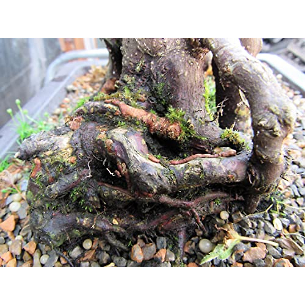 39 Year Old Japanese Butterfly Maple Specimen Bonsai Tree