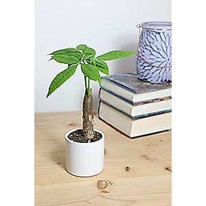 Altman Plants, Live Money Tree Plant, Pachira Aquatica Money Tree, Feng Shui Money Tree Pachira Aquatica Plant, Pachira Plant Bonsai Tree in Planter Pot with Soil, Money Tree Plant Indoor Plants