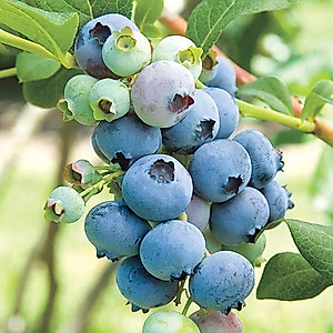 Powder Blue Rabbiteye Blueberry - 1 Gallon Trade Pot, 2'ft Tall - Established Roots Potted Plant - No Ship California - (V. Corymbosum x V. Ashei), Fast Growing Tree, Easy Care Fruit Tree