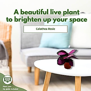 BubbleBlooms Calathea Rosie, in 4 inch Pot, Pink Picturata, Hot Pink Roseopicta, Rosey Pink Star, Rosy Prayer Plant