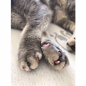 YMCCOOL 100pcs Cat Nail Caps/Tips Pet Cat Kitten Paws Covers Control Paws of 10 Nails Caps and 5Pcs Adhesive Glue 5 Applicator with Instruction