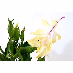 9GreenBox - Rare Yellow Christmas Cactus Plant - Zygocactus - 4" Pot