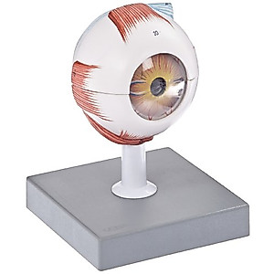 EISCO Human Eye Model - 3X Enlarged - 7 Parts Labs
