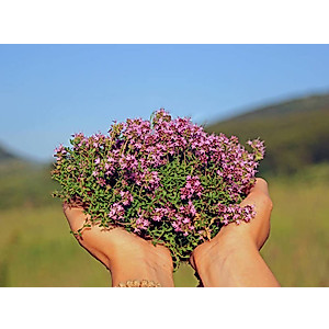 Mix Creeping Thyme Seeds for Planting Ground Cover Plants, Heirloom Non-GMO Thyme, 5 Colors- Individual packag, Easy to Plant and Grow, 1000+