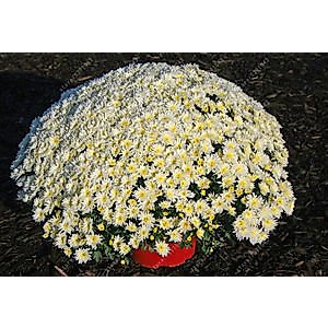 100pcs/bag Ground-cover chrysanthemum seeds, chrysanthemum perennial bonsai flower seeds daisy potted plant for home garden 6