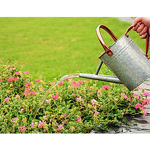 yourjoy Metal Watering Can, One Gallon Watering Cans Stainless Steel for Outdoor Indoor Garden Plants Watering (Zinc 1 Gallon)