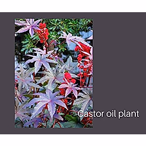 Stand up Biodegradable Bamboo toothbrushes| Hard Wearing, Soft/Medium Plant bristles| Vegan | Plastic Free Toothbrush | Biodegradable Packaging| All Natural Toothbrush