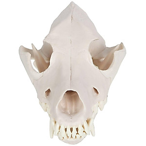 Medical Anatomical Canine (Dog) Skull Model, Life Size