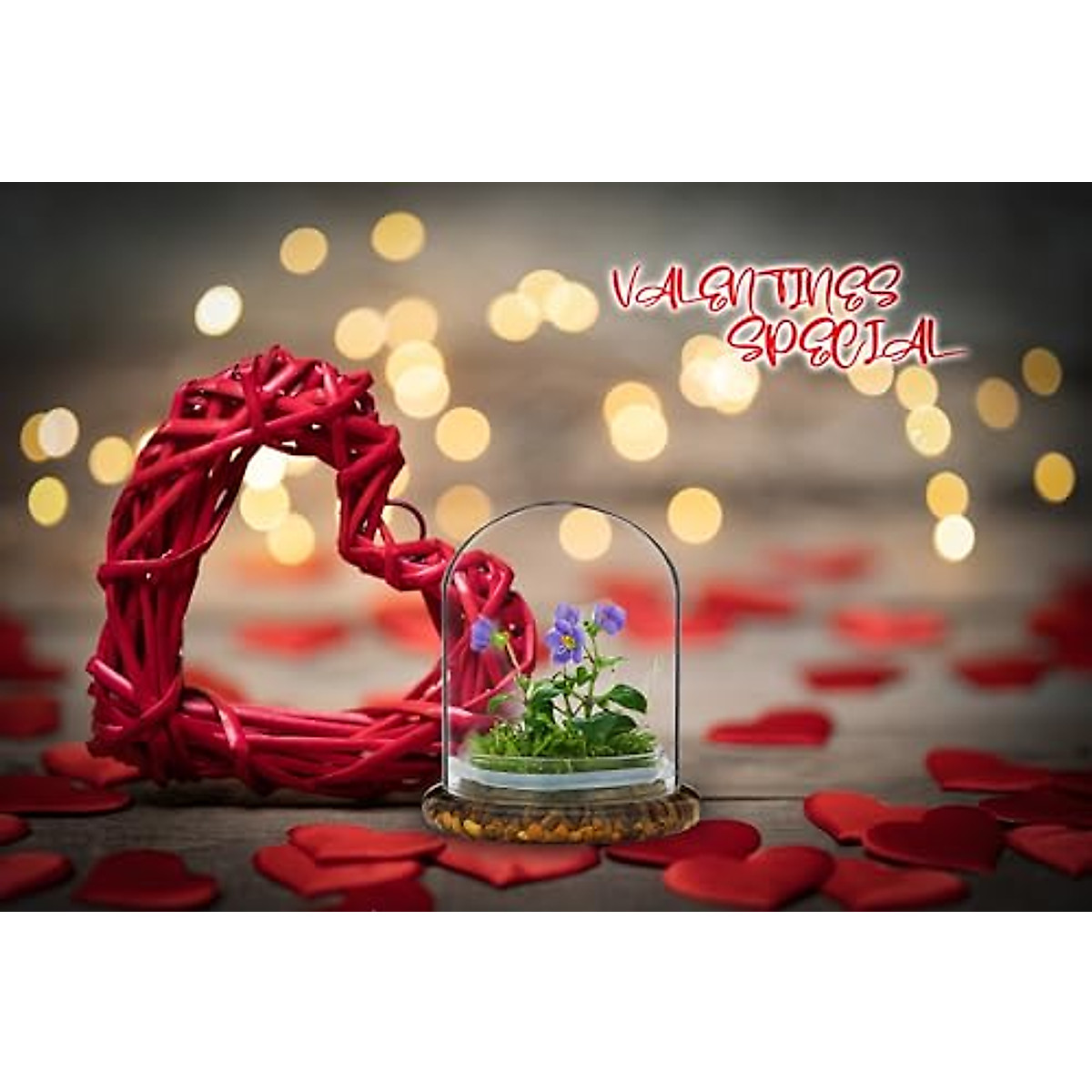 Award Winning: Persian Violet with Sundew Moss - Live Flower Terrarium in Self Sustaining Glass Jar, Maintenance Free and Blooms All-Season, Great Unique Gift and Home Decor, 100% Growth Guarantee