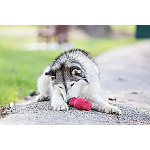 Jolly Pets Tuff Range Tuff Teeter Bouncing Treat Dispenser Dog Toy, 5 Inches, Red