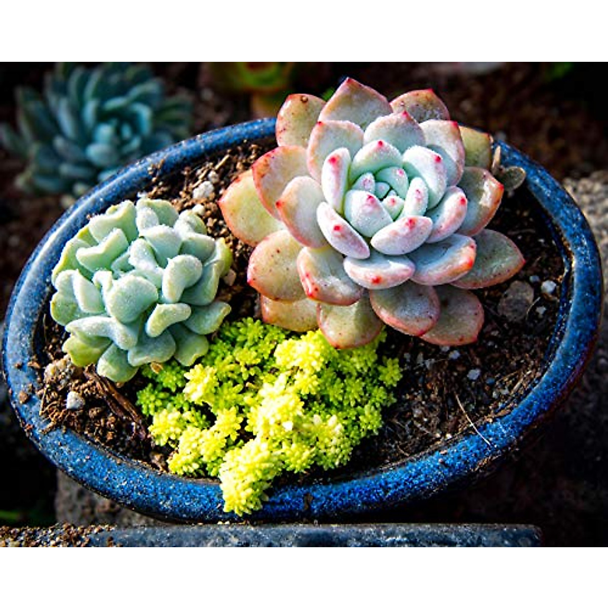 Seeds Of Strength 200+ Mixture Succulent Plants Seeds Bonsai Pot Flower for DIY Home Garden