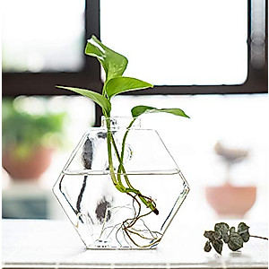 Kingbuy Wall Hanging Glass Planter Propagation Terrarium Hexagon Shape Flower Vase for Home Office Decor, Plant Lover Gifts, 3 Pack, Medium