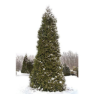 Thuja Plicata 'Green Giant' Arborvitae - 12 Live Quart Size Plants - Live Evergreen Privacy Tree