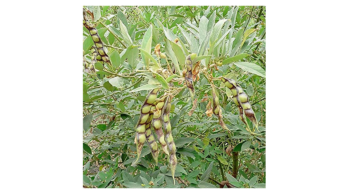 Grow Resilient Pigeon Pea Seeds - Drought Tolerant & Bee-Friendly